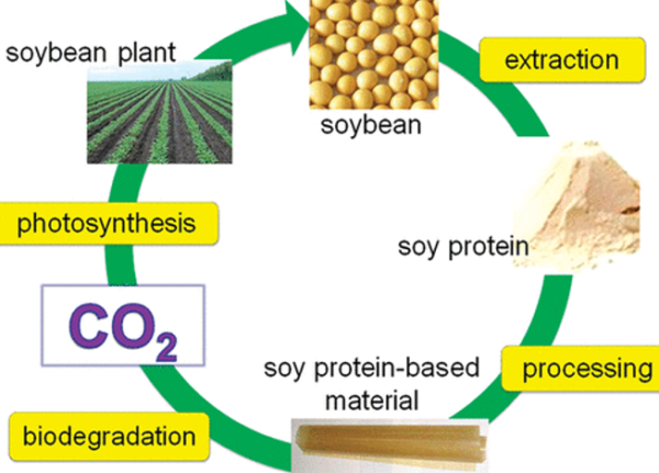 Novel Packaging solutions from plant-based proteins